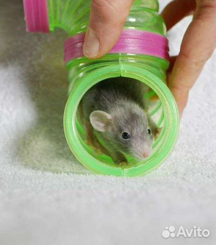 Крысята лопоушки дамбо