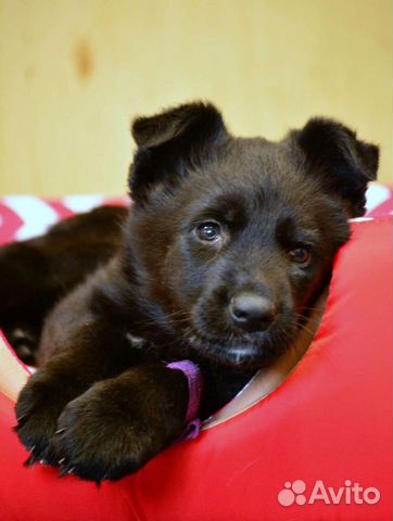 Щенок Багира