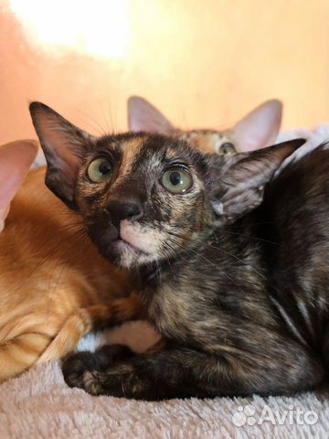 Ориентальная юная красавица в совладение