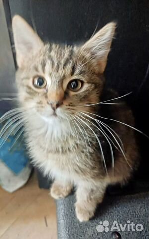 Котенок в добрые руки бесплатно