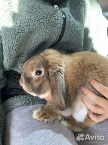 Кролики мальчик и девочка