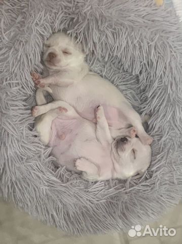 Миники в резерв