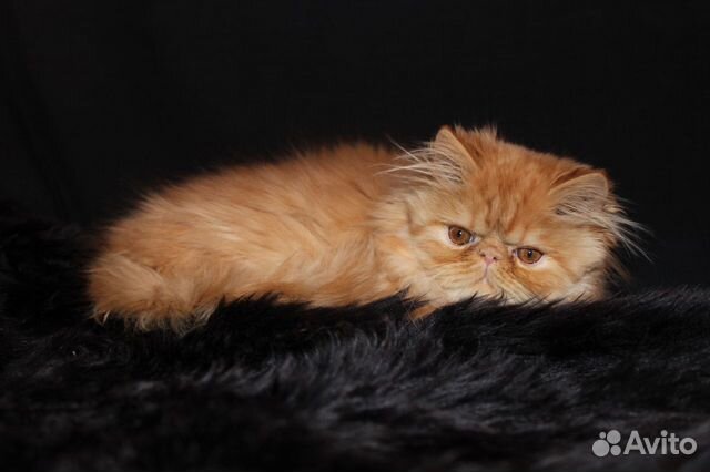 Рыжий персидский котенок из питомника