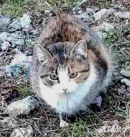 Кошечка-трехцветка,которую бросили хозяева