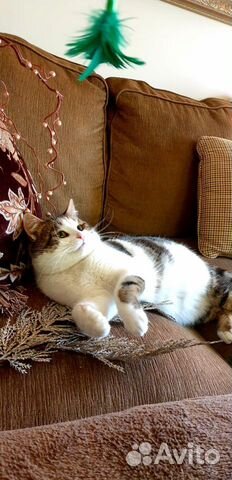Котик в добрые руки