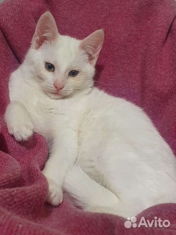 Котёнок 5 месяцев ищет дом