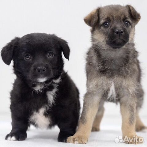 Щенки в добрые руки