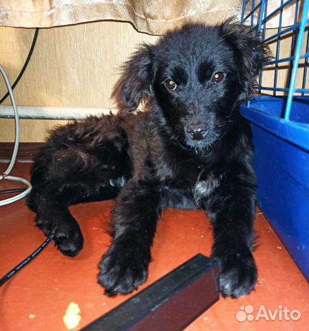 Собака. Щенок