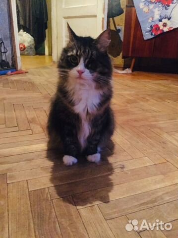 Отдам бесплатно кота