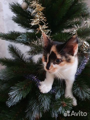 Чара - самая очаровательная и привлекательная