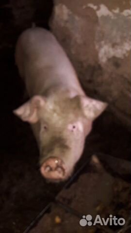 Продаю поросёнка