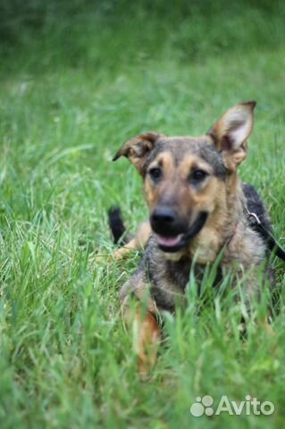 Комета очень ждёт хозяина