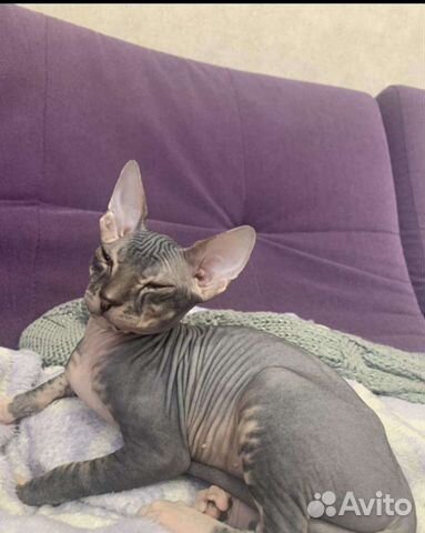 Донской сфинкс котята