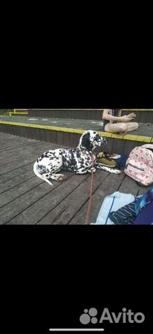 Далматин девочка
