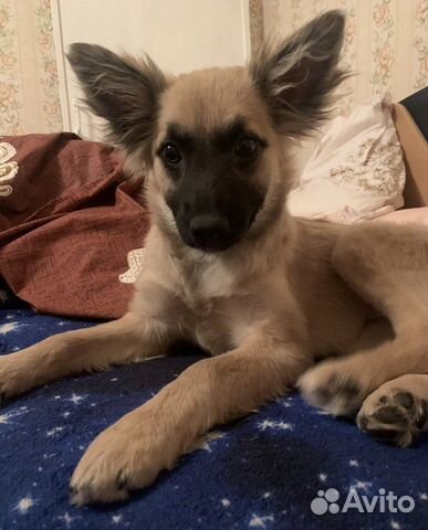 Щенок очаровашка Кнопа, 4 мес, будет ниже колена