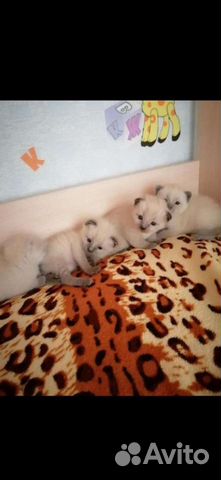 Сиамские котята