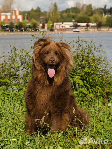 Шоколадный бордер-колли Захар в дар