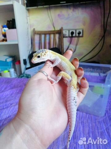 Эублефар эклипс