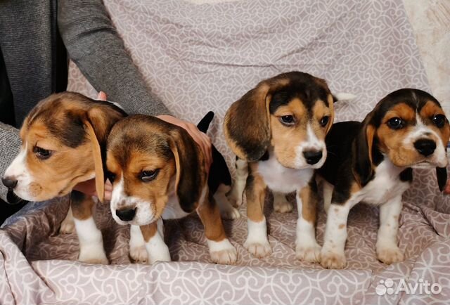 Щенки бигля