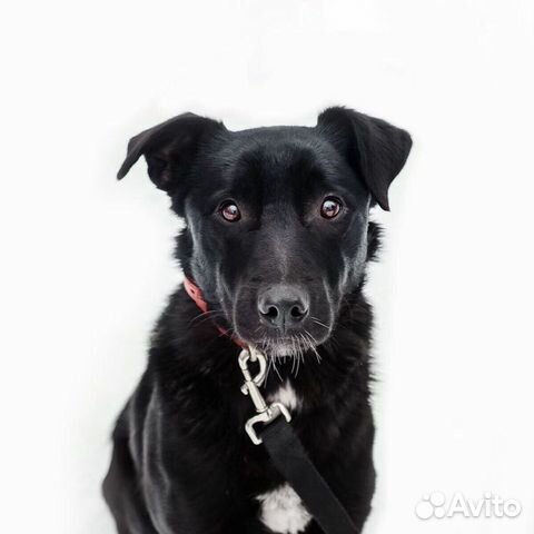 Гриня не большой молодой пёс в добрые руки