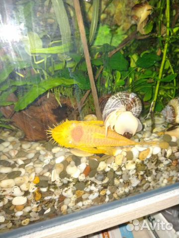 Аквариумные рыбки