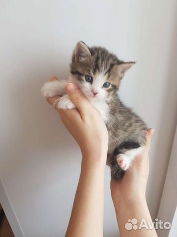 Ласковые котята