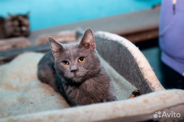 Котик Фантик в добрые руки