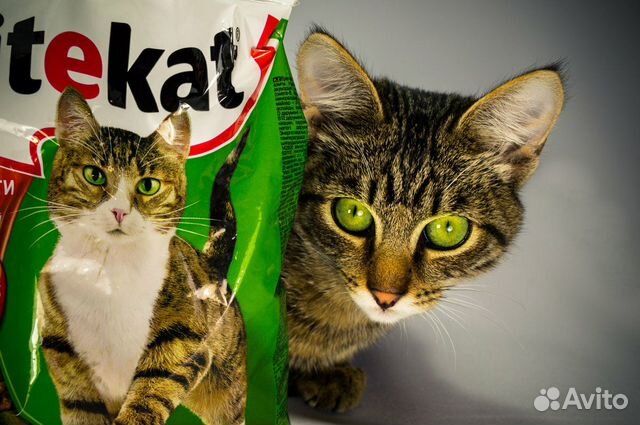 Расскажу секрет кота бориса