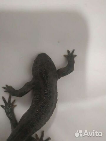 Тритоны пара