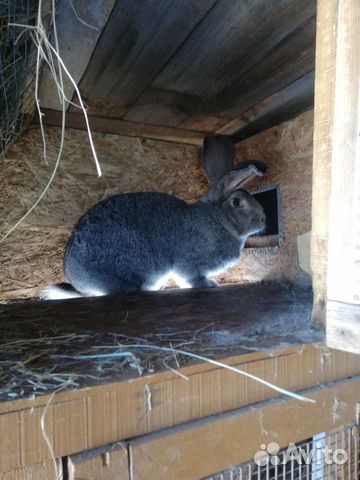 Кролики бельгийский великан