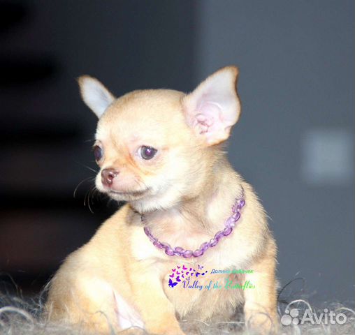 Чишечка с шоколадным носиком