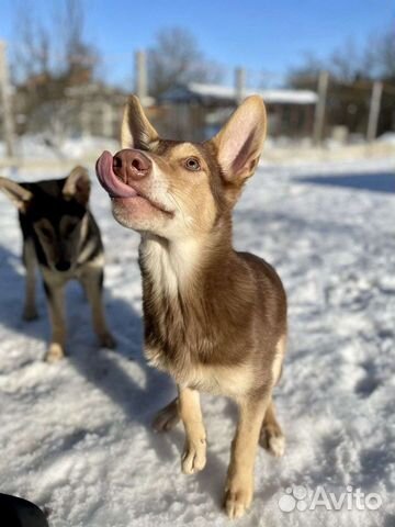 Щенки метис хаски бесплатно