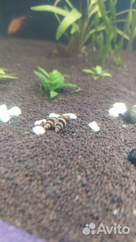 Улитка хелена