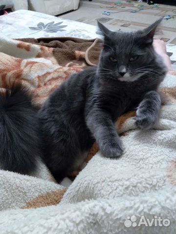 Кошка 9 месяцев