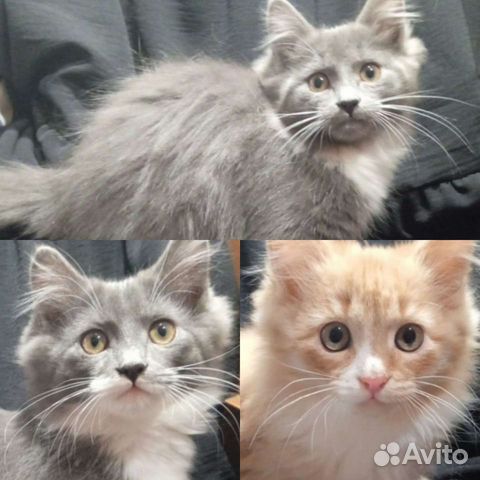 Котята в добрые руки