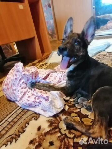 Отдам в добрые руки веселого парнишку