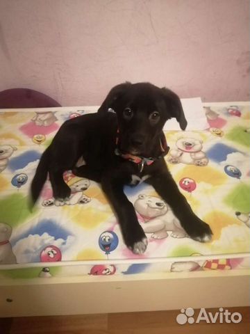 Щенки лабрадора черные