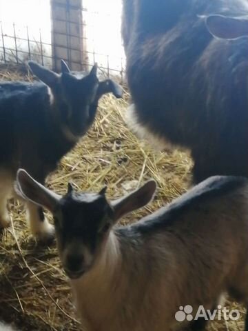 Альпийские козлята