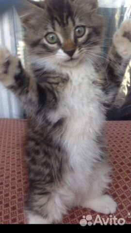 Пушистики с десным окрасом