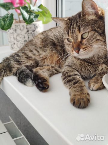 Отдадим кошечку в добрые руки