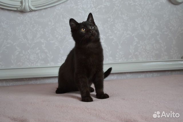 Черный котенок в добрые руки