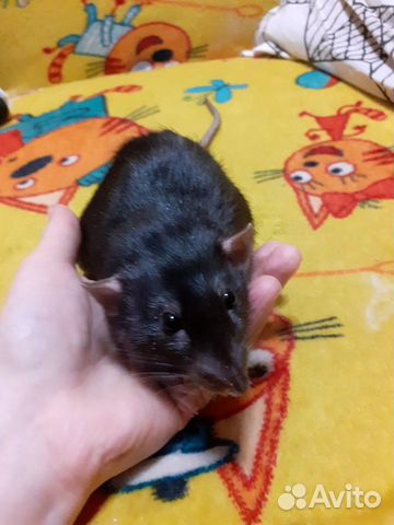 Крыса дамбо