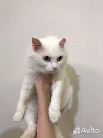 Беленькая кошечка бесплатно