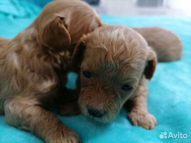 Мальтипу f1 мини