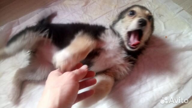 Щенки бесплатно