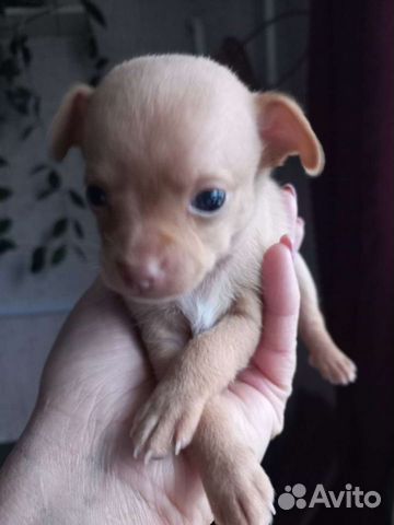 Мини той-терьер щенки