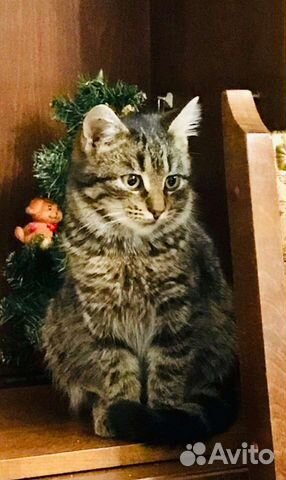 Кошка