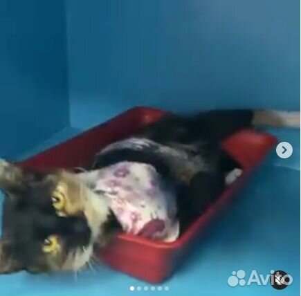 Помогите кошечке