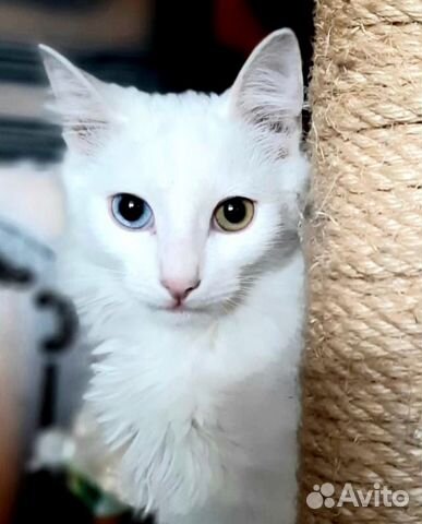 Ангорский. разноглазый малыш (5 мес.)