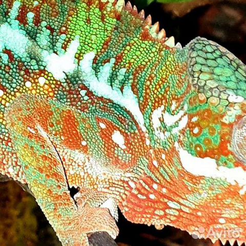 Пантеровые хамелеоны